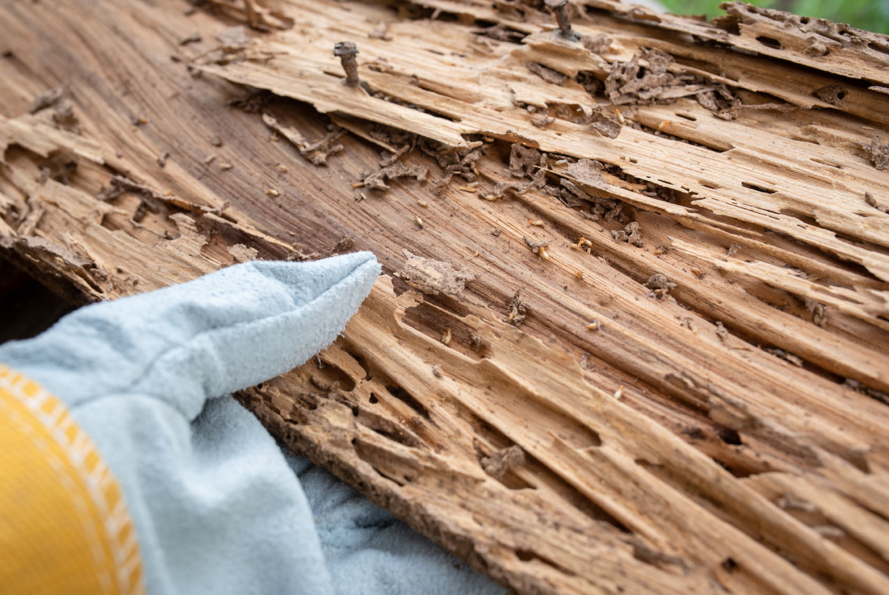 Does Homeowners Insurance Cover Termite Damage? - Portsmouth Atlantic ...